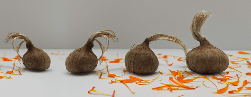 Saffron Bulbs for Sale - Saffron Bulbs
